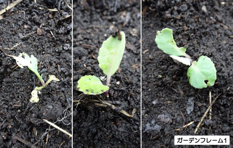 家庭菜園（ガーデンフレーム）1年目 秋冬【2022年】 | 園芸ラボ